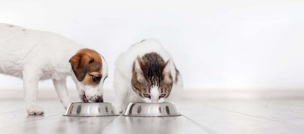 Dr. Sarah Abood to Hold Nestlé Purina Professorship in Companion Animal ...