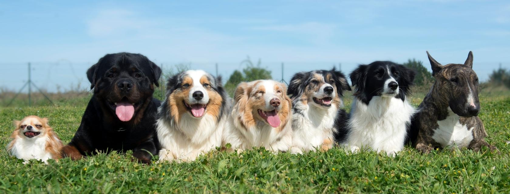 Unlocking the Secrets of Cell Death in Dogs: A Pathway to Future ...