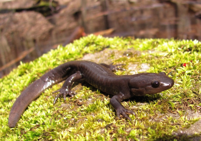 College of Biological Science