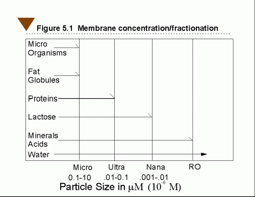 Treatment of milk for cheese making