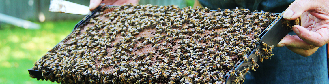 Ontario Agricultural College