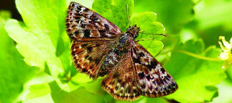 U of G helping restore endangered butterfly species