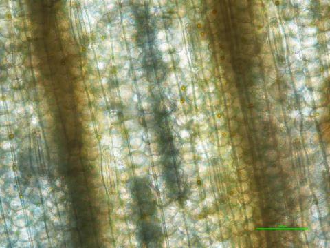 Data Science: Taming the complicated world of wheat genetics | Office ...