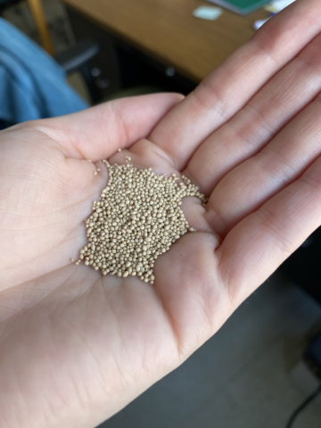 Yeast Shows Promise as a Feed Additive for Beef Cattle | Office of Research